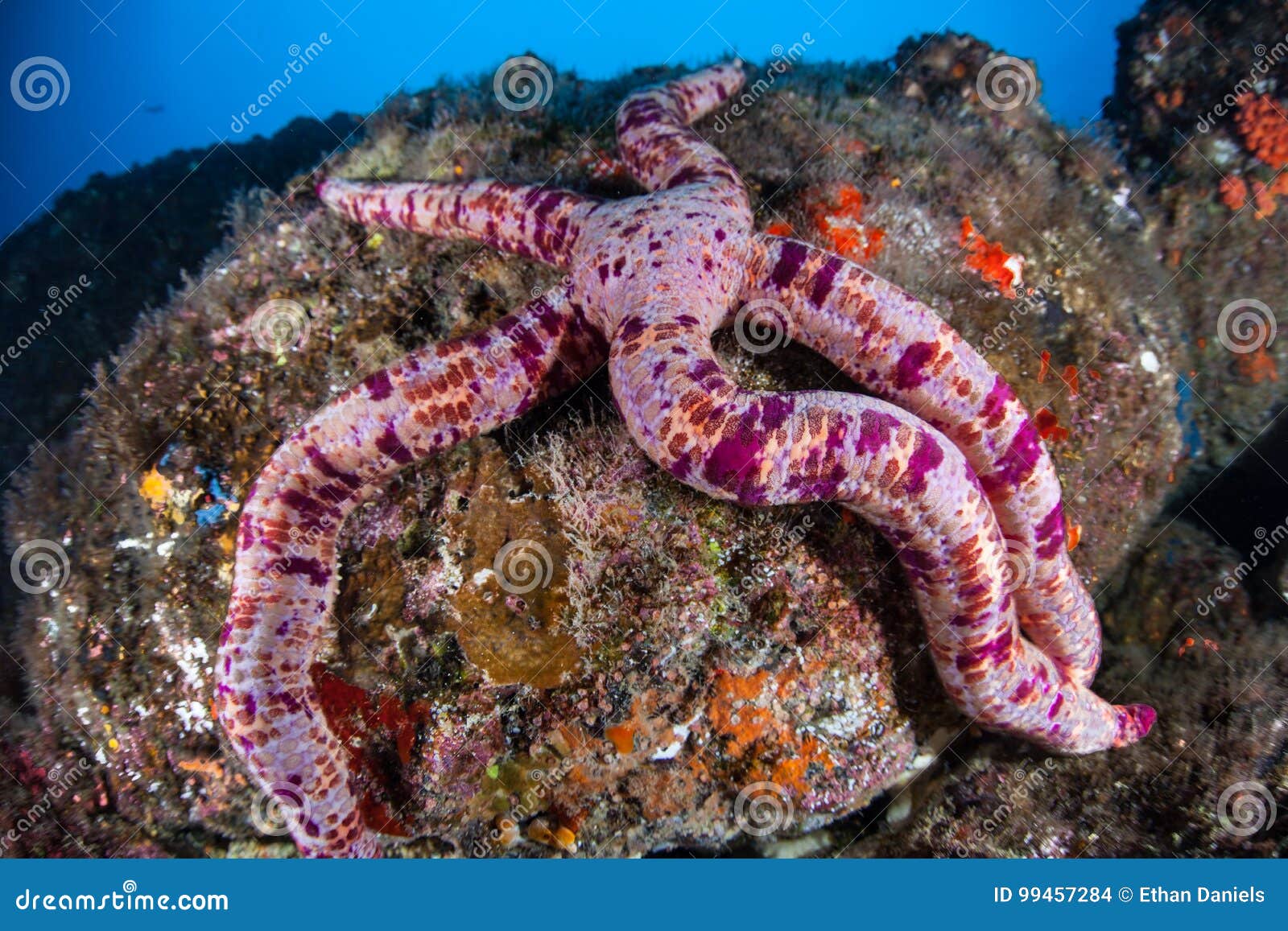 Stelle Marine Rosa in Oceano Pacifico Fotografia Stock - Immagine di ...