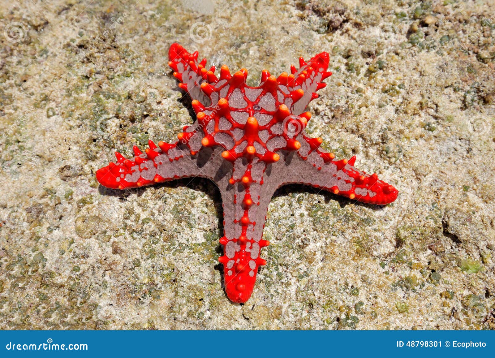 Stelle marine rosse immagine stock. Immagine di corallo - 48798301