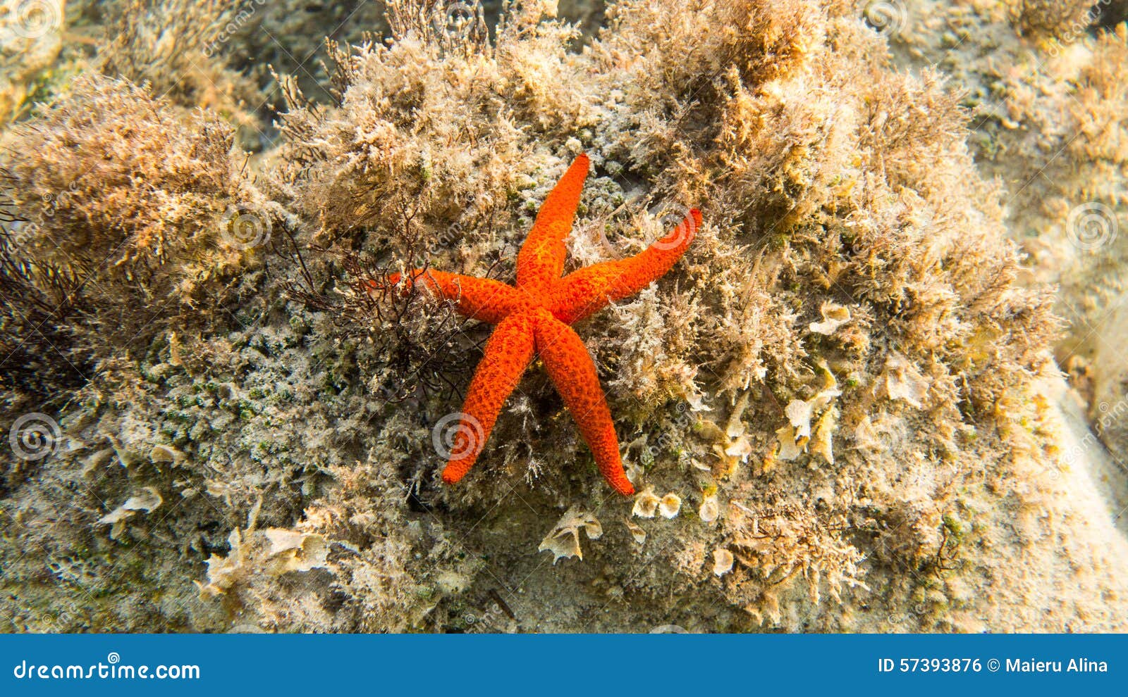 Stelle Marine Rosse Mediterranee Fotografia Stock - Immagine di ...
