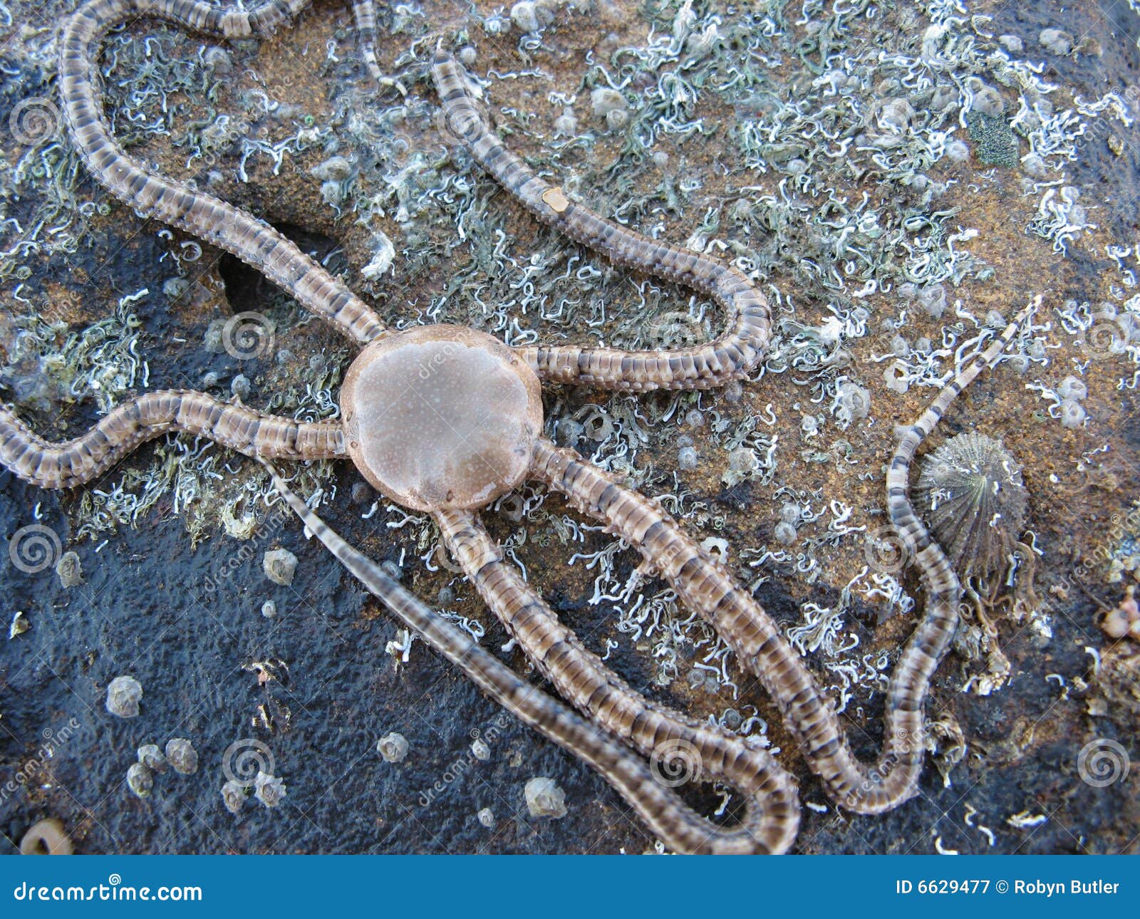 Stelle Marine Seastar Della Stella Fragile Immagine Stock - Immagine di ...