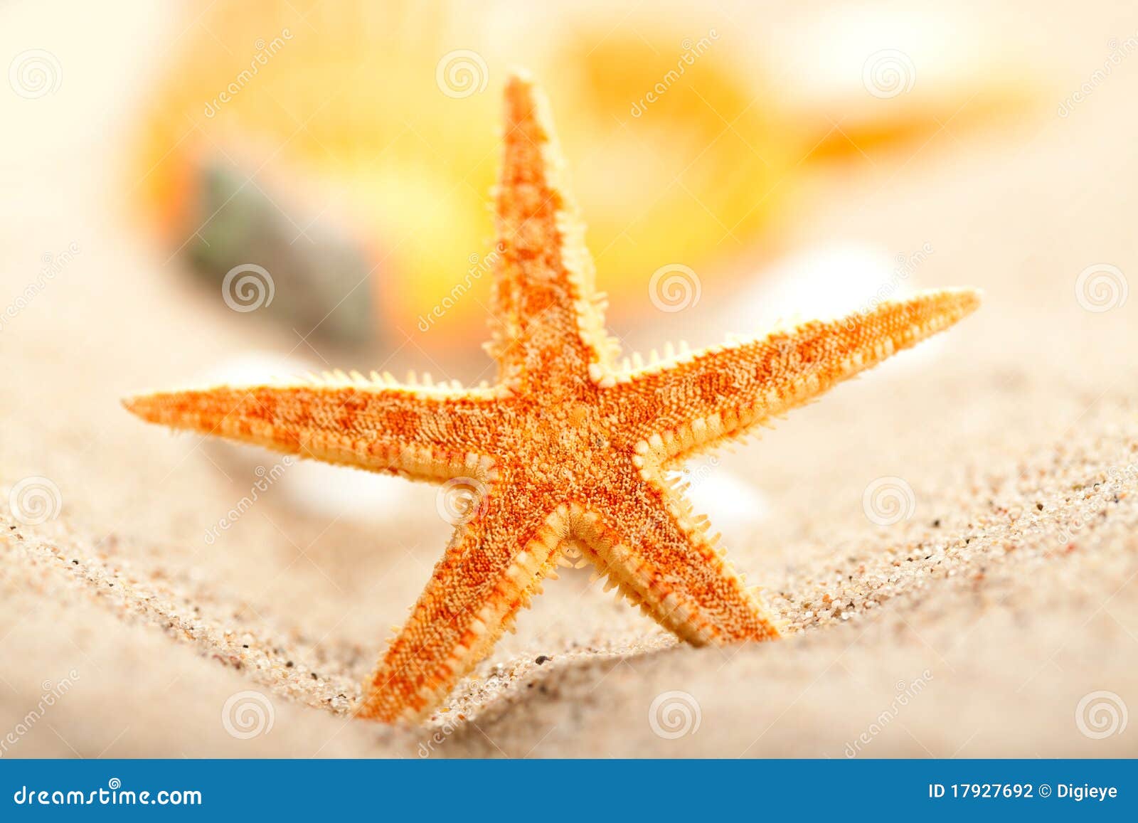 Stelle marine sulla sabbia fotografia stock. Immagine di tropicale ...