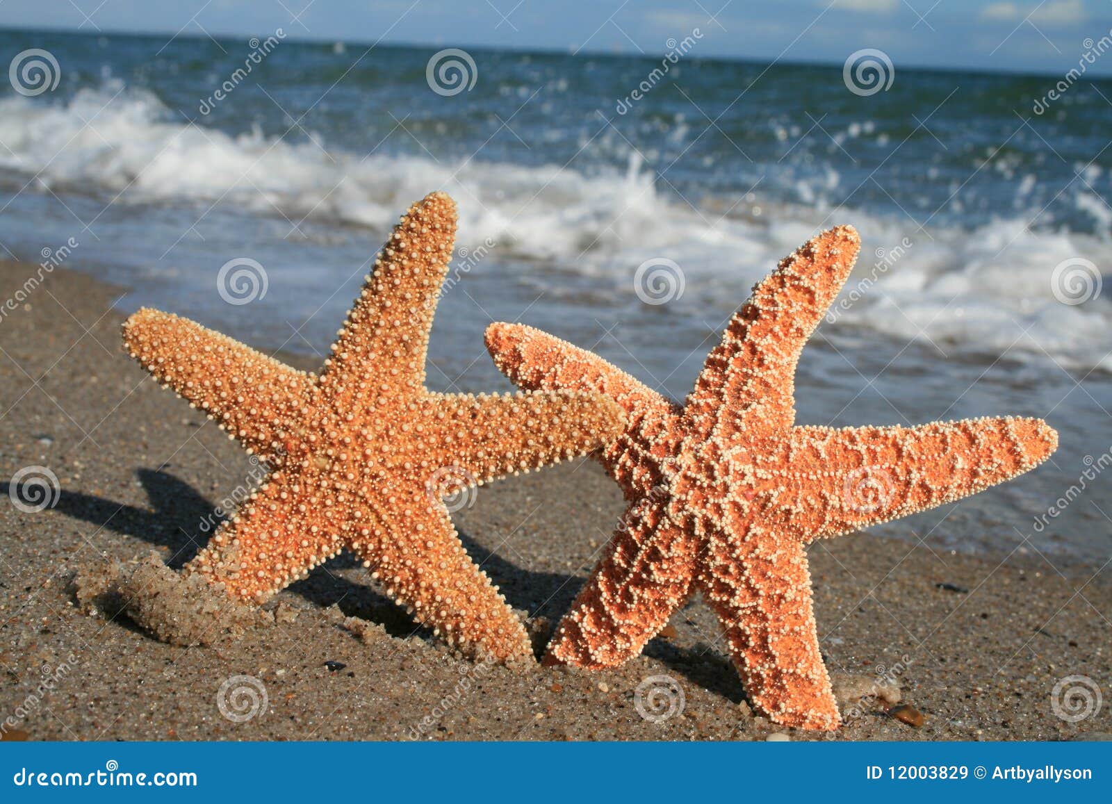 Stelle Marine Sulla Spiaggia Immagine Stock - Immagine di acqua ...