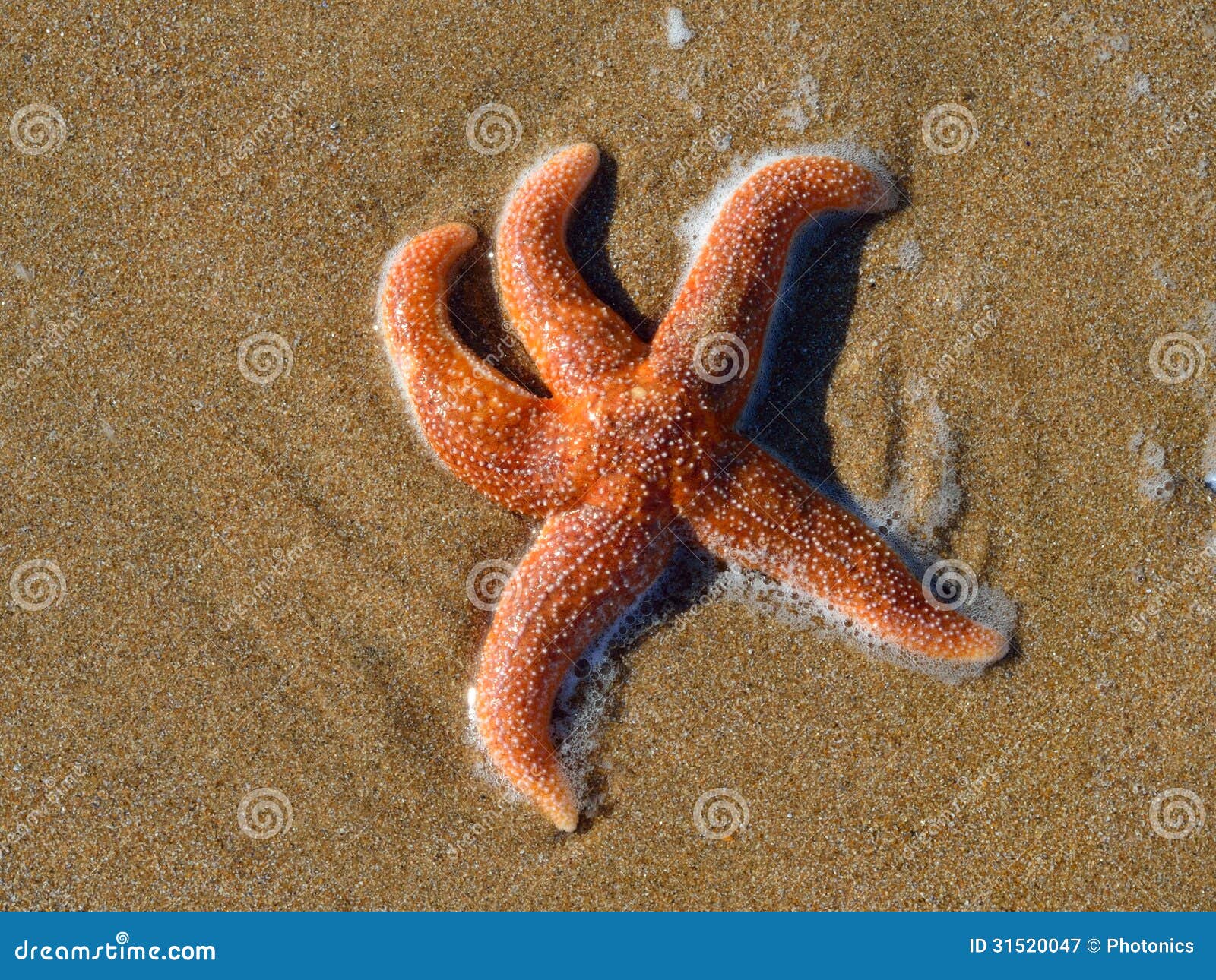 Stelle Marine Sulla Spiaggia Immagine Stock - Immagine di oggetto ...