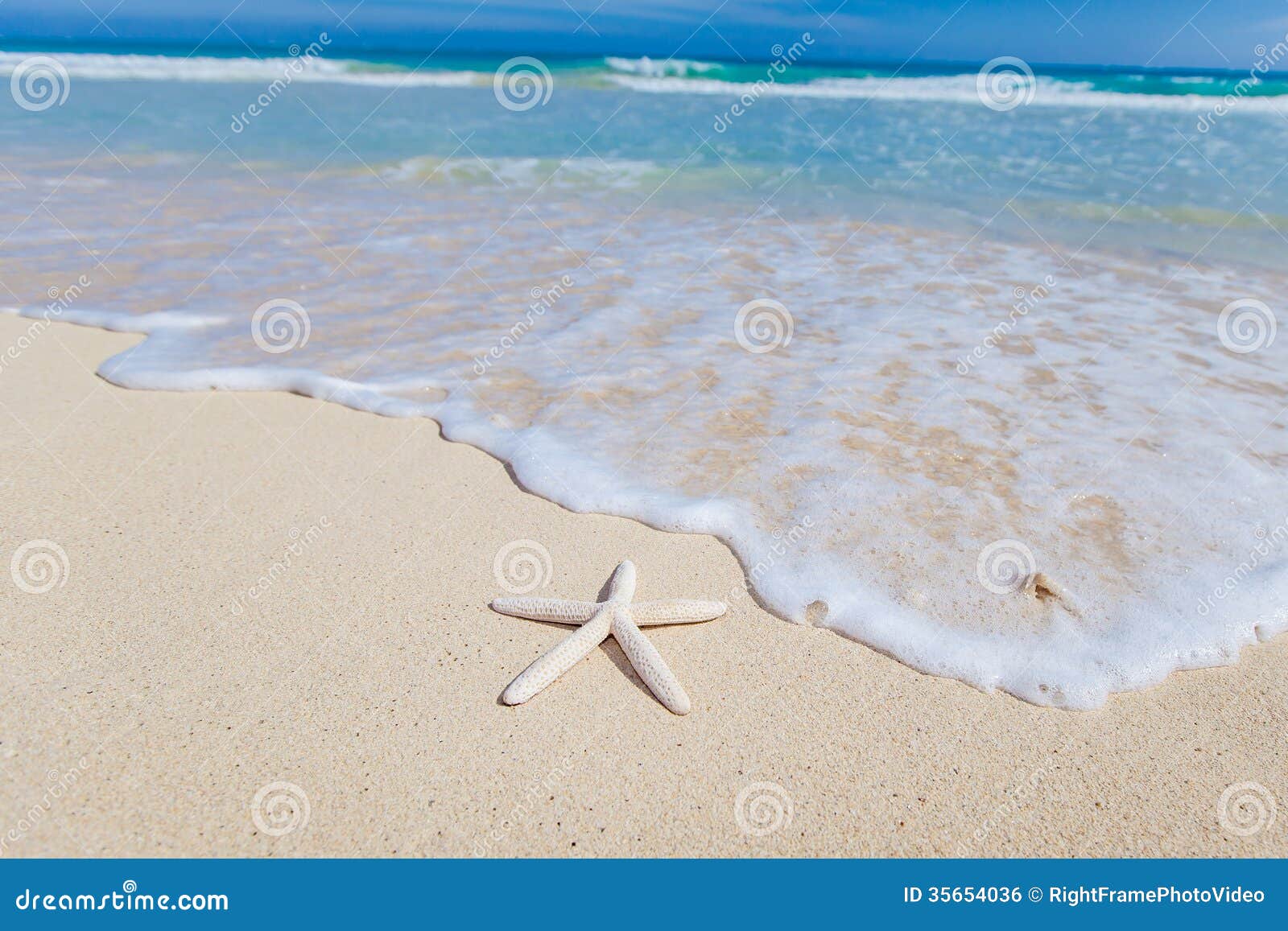 Stelle Marine Sulla Spiaggia Fotografia Stock - Immagine di hawaiano ...