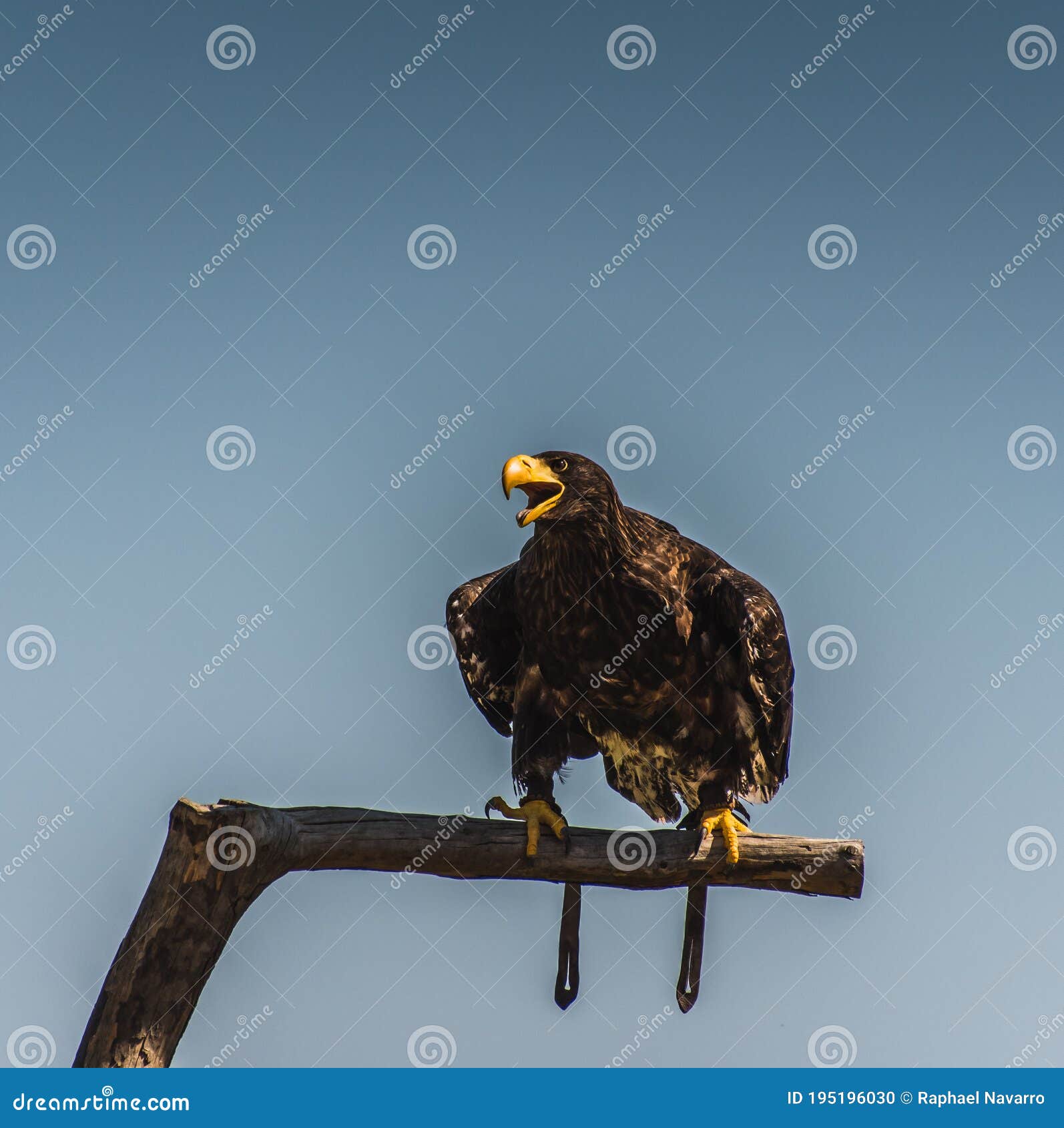 Steller`s Bald Eagle at Rest Stock Photo - Image of hooked ...