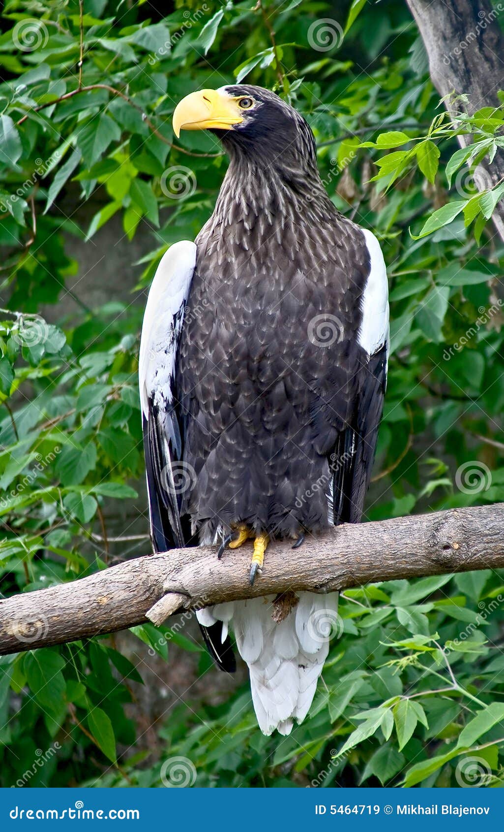 Steller s sea eagle 1 stock image. Image of flight, rare - 5464719
