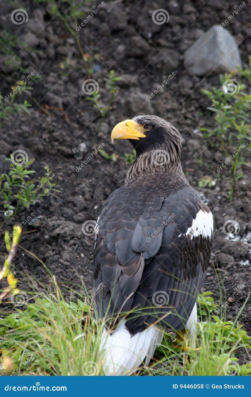 Steller s sea eagle stock photo. Image of beak, animal - 9446058
