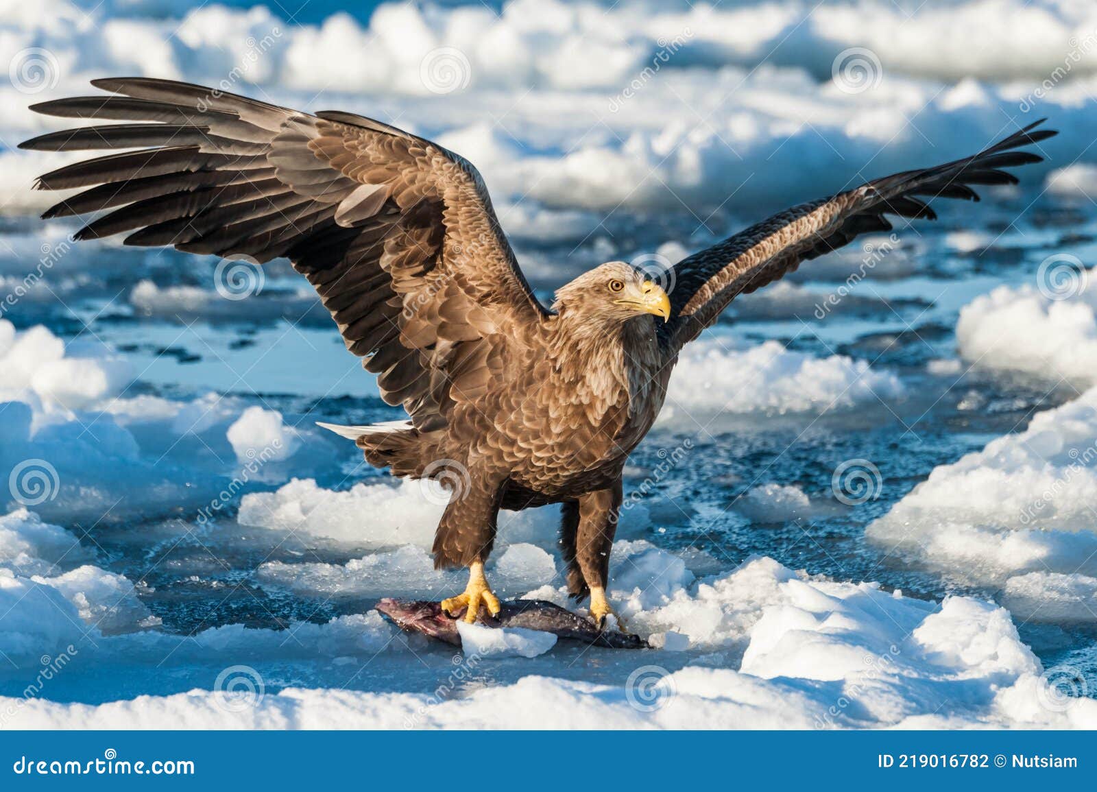 Steller`s Sea Eagle in Japan Stock Photo - Image of raptor, feather ...