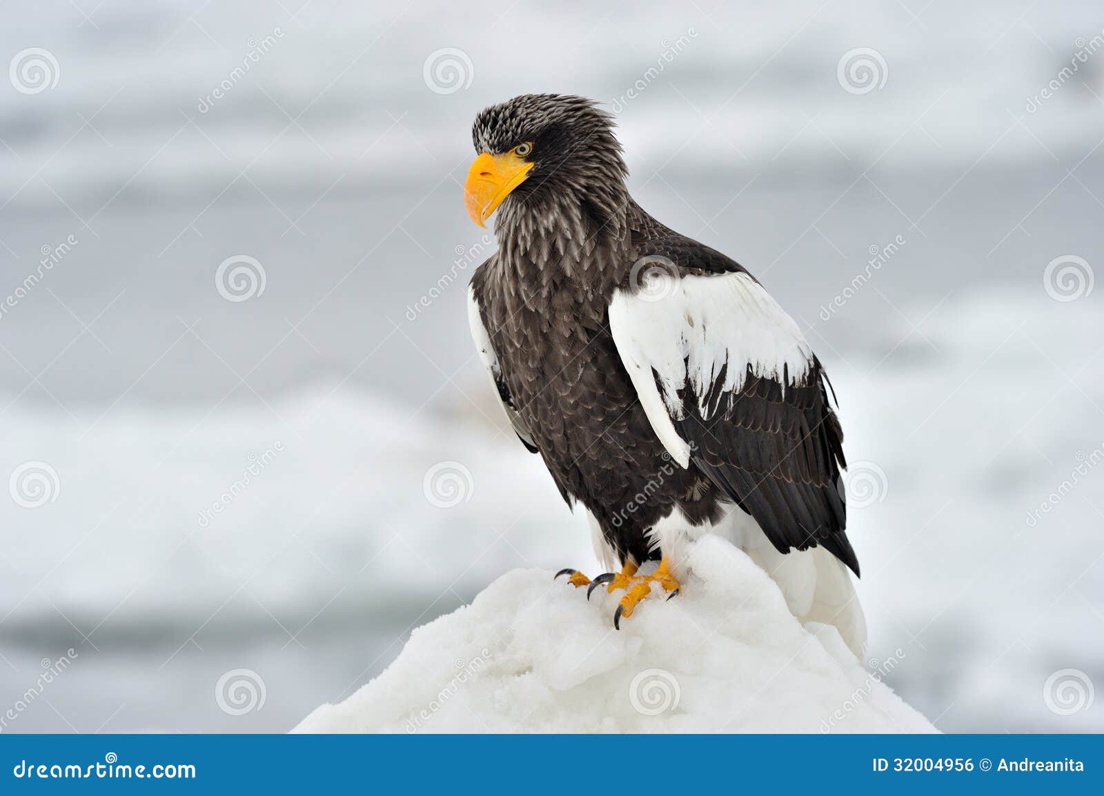 Steller s Sea eagle stock photo. Image of biggest, colorful - 32004956