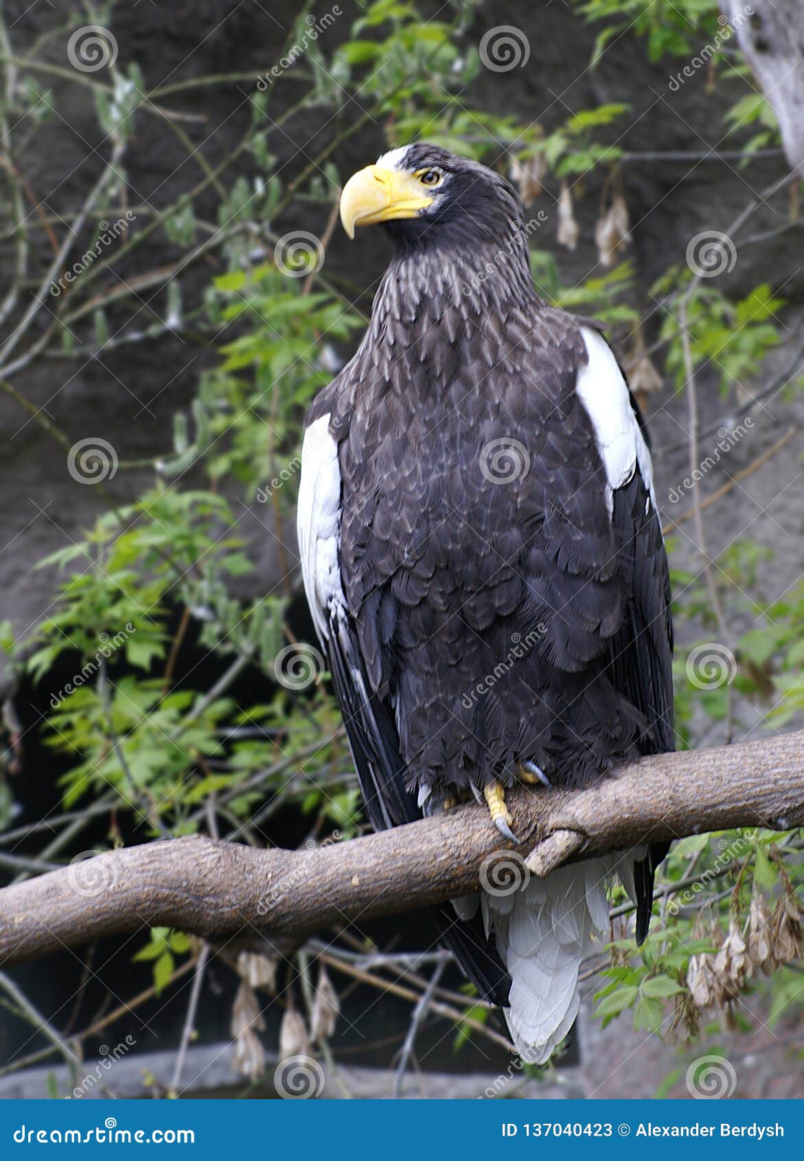 Steller`s Sea Eagle - Winged Predator Stock Image - Image of species ...