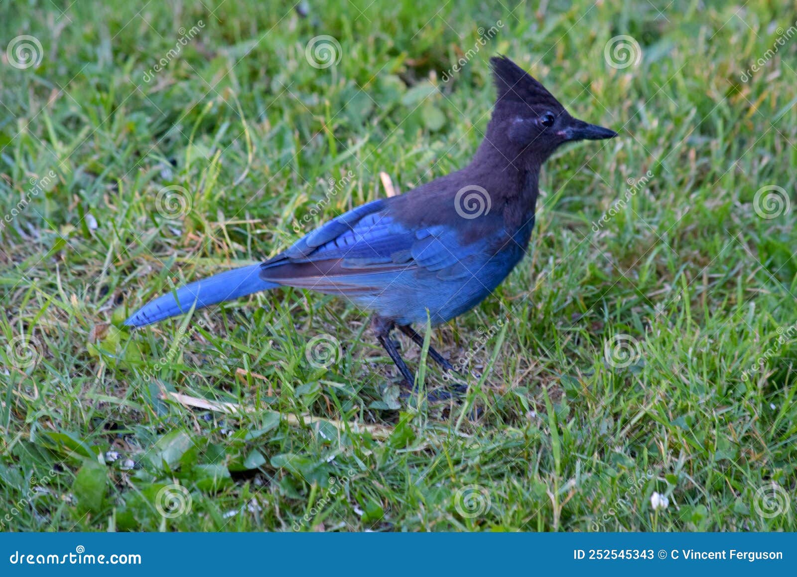 Stellers Blue Jay in Green Grass 02 Stock Image - Image of animal ...