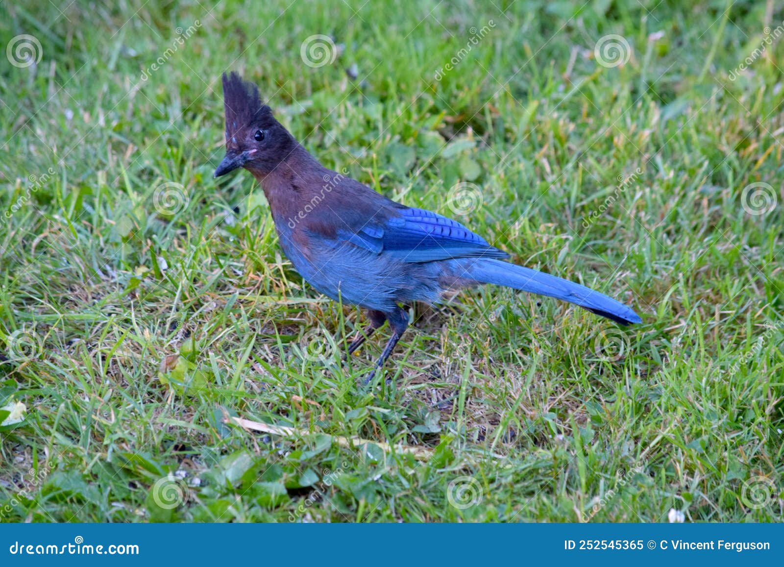 Stellers Blue Jay in Green Grass 05 Stock Image - Image of natural ...