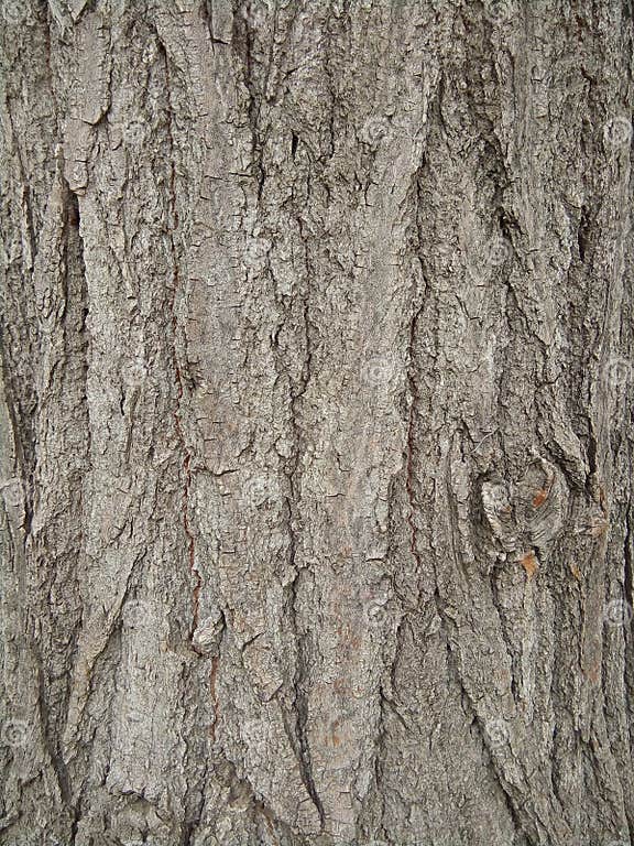 Stem stock photo. Image of nature, time, tree, stem - 119512226