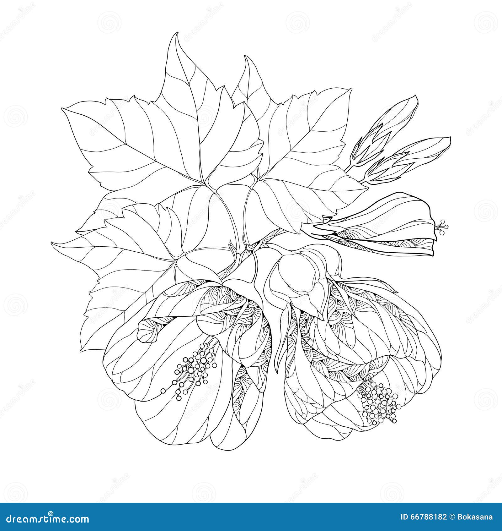 Abutilon Flower Vector Illustration Transparent Background ...