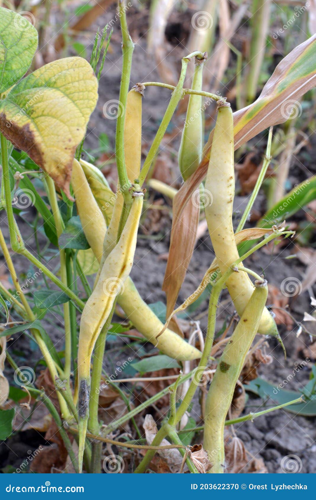 On the Stem of Beans Ripe Pods Stock Photo - Image of farming ...