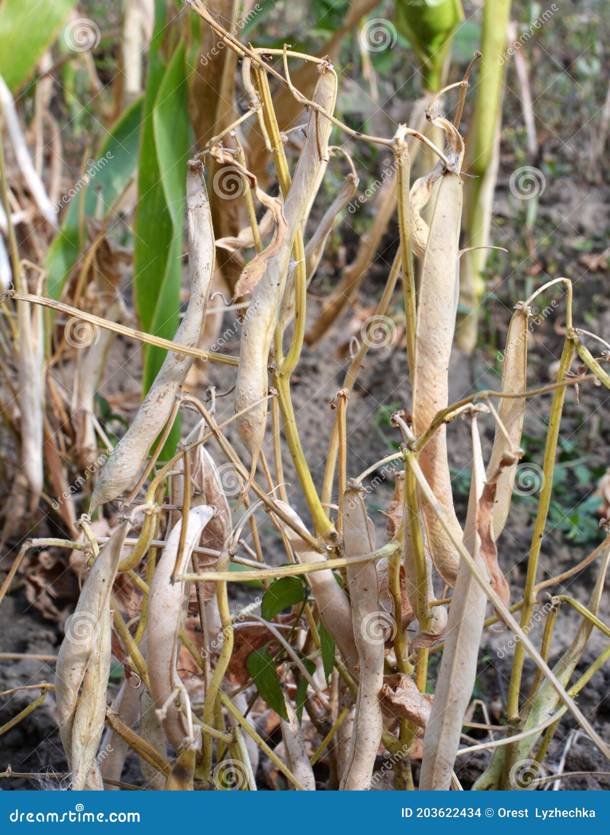 On the Stem of Beans Ripe Pods Stock Photo - Image of garden, health ...