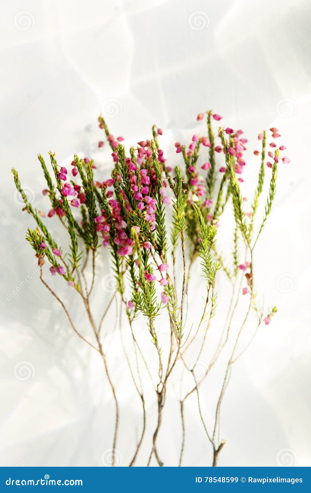Stem Beautiful Colour Pretty Concept Stock Image - Image of plant ...