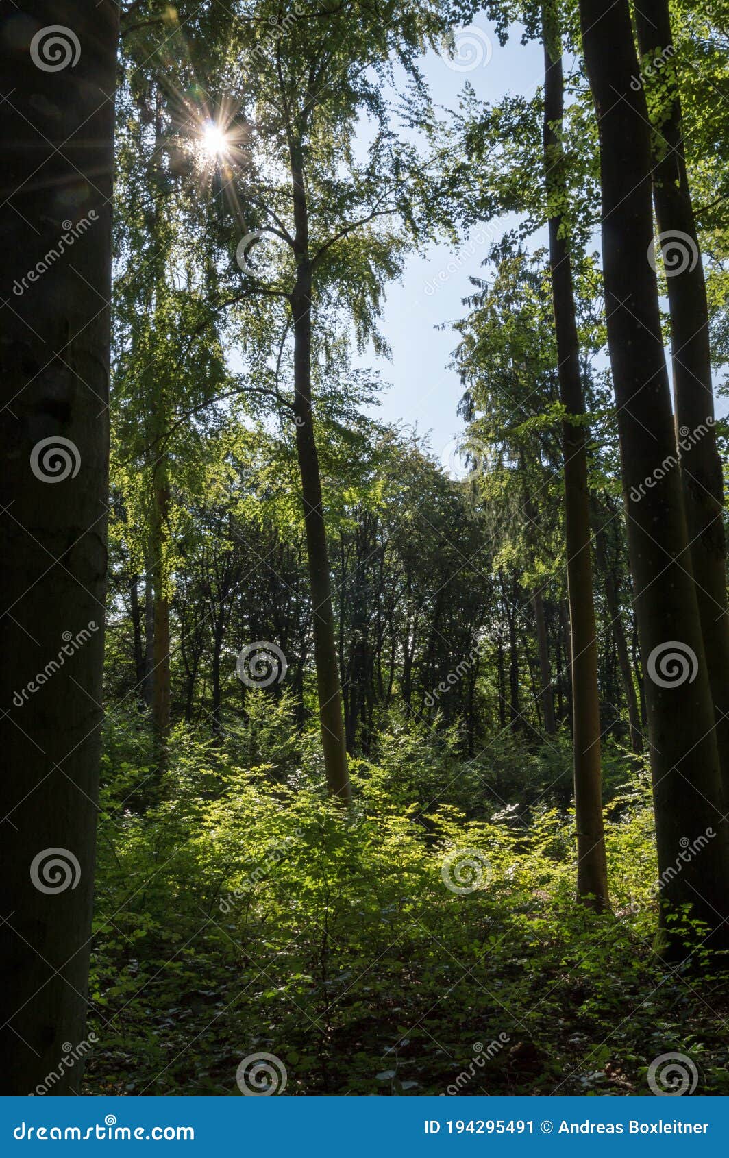 Stem of Beech Tree from Bottom Up Stock Image - Image of beautiful ...