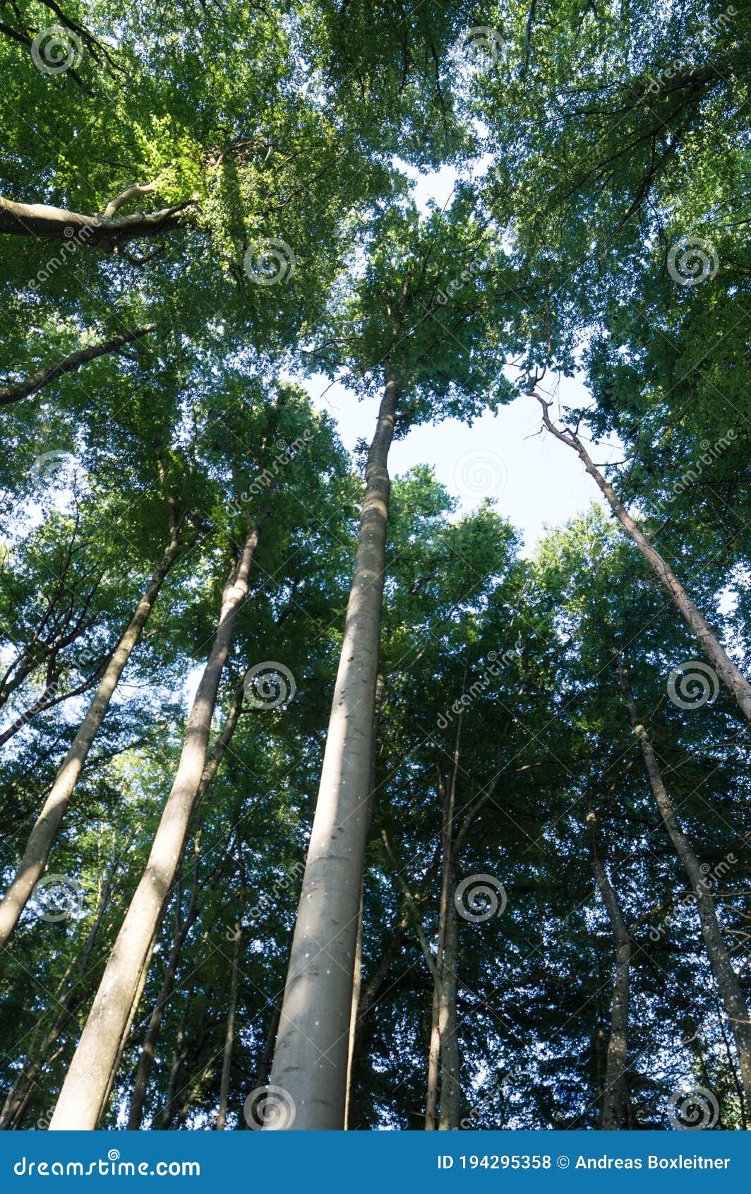 Stem of Beech Tree from Bottom Up Stock Photo - Image of forrest ...