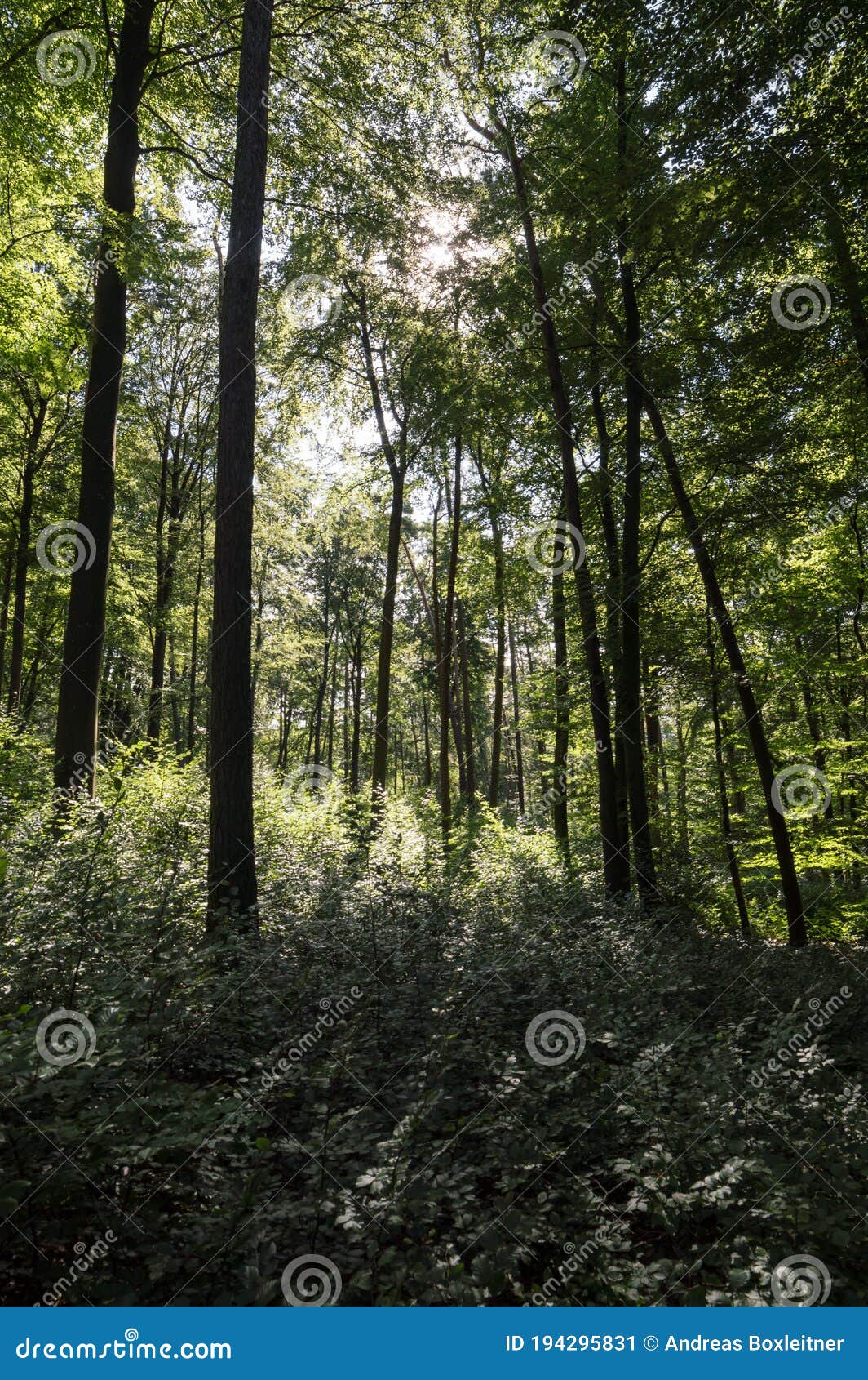 Stem of Beech Tree from Bottom Up Stock Image - Image of plants, growth ...
