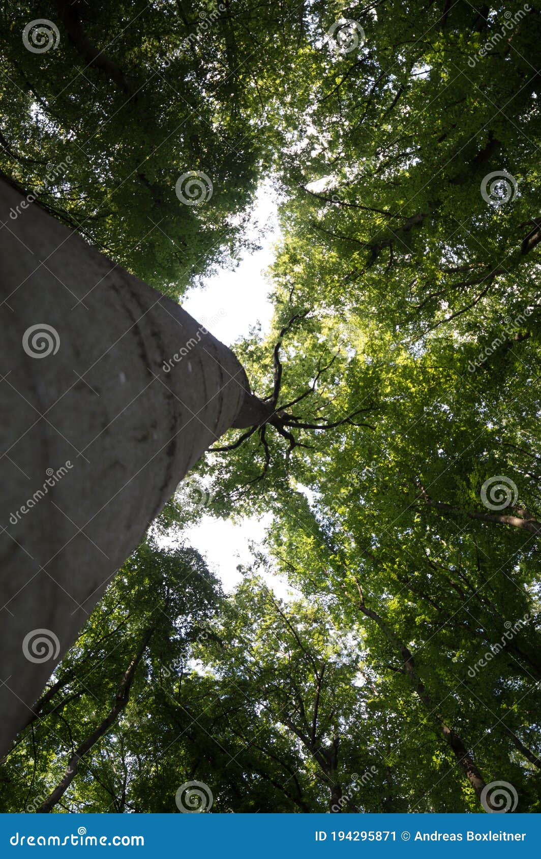 Stem of Beech Tree from Bottom Up Stock Image - Image of environmental ...