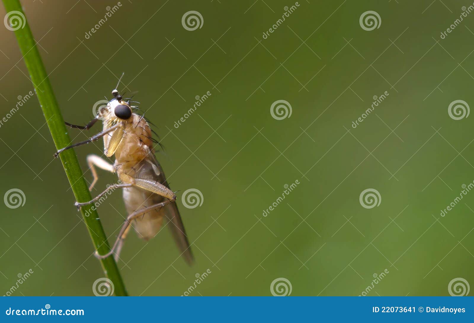 Stem boring fly on a leaf stock image. Image of texture - 22073641