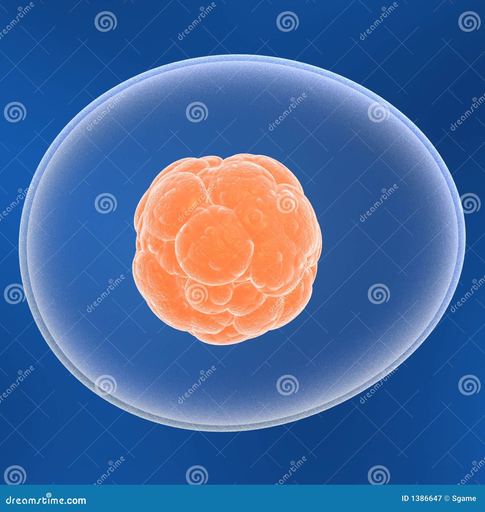 Clone Stem Cell, Stem Cell Research, Cloned Human Embryos Royalty-Free ...