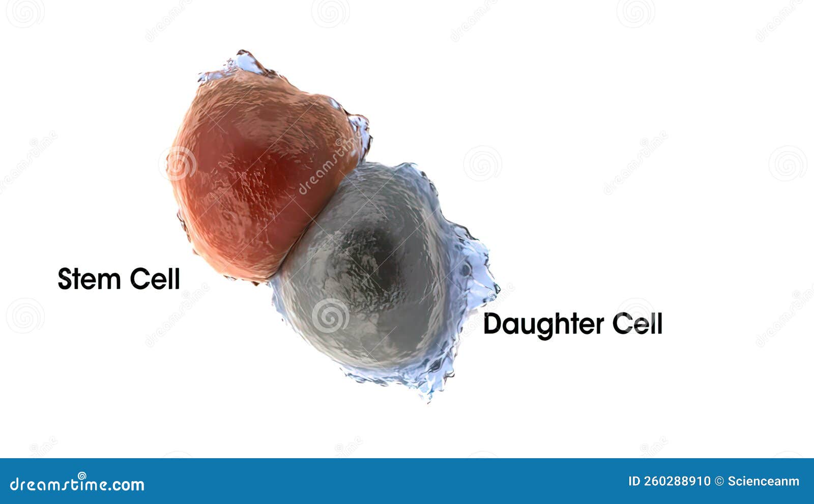 A Stem Cell is a Cell with the Unique Ability To Develop into ...