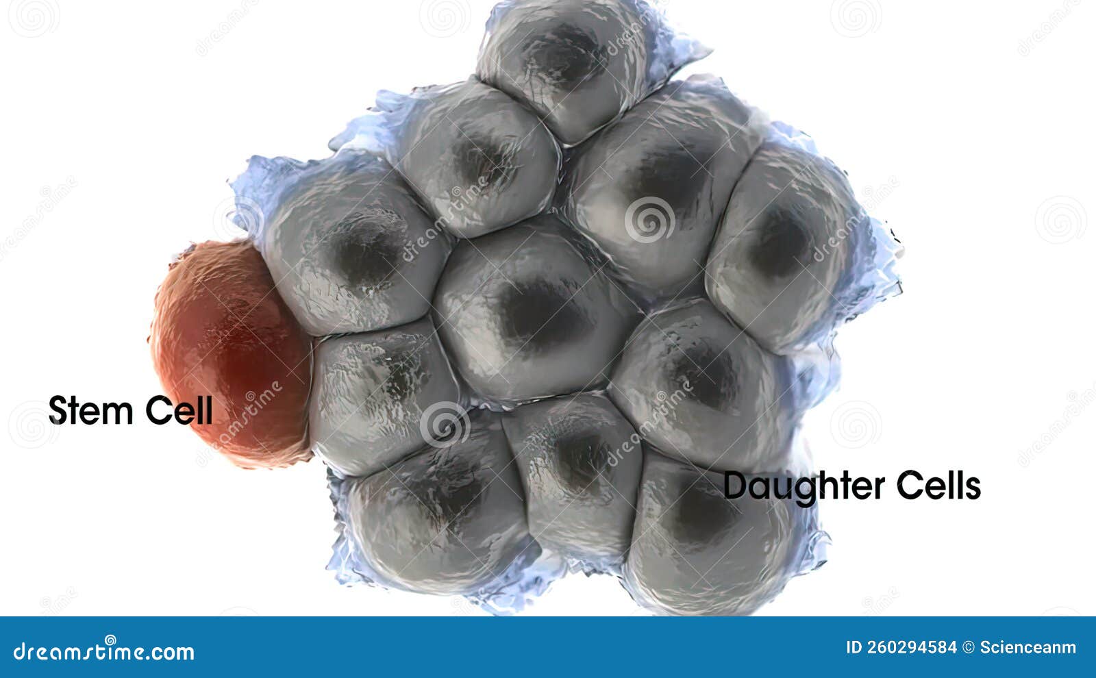 A Stem Cell is a Cell with the Unique Ability To Develop into ...