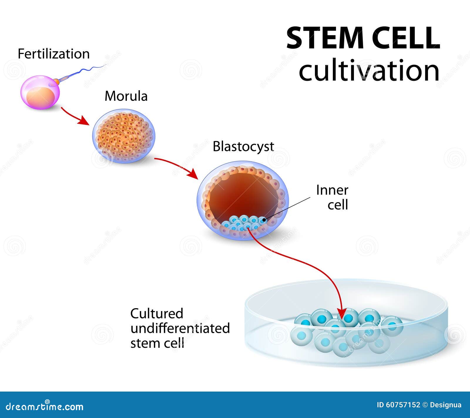 Stem cell cultivation stock vector. Illustration of develop - 60757152