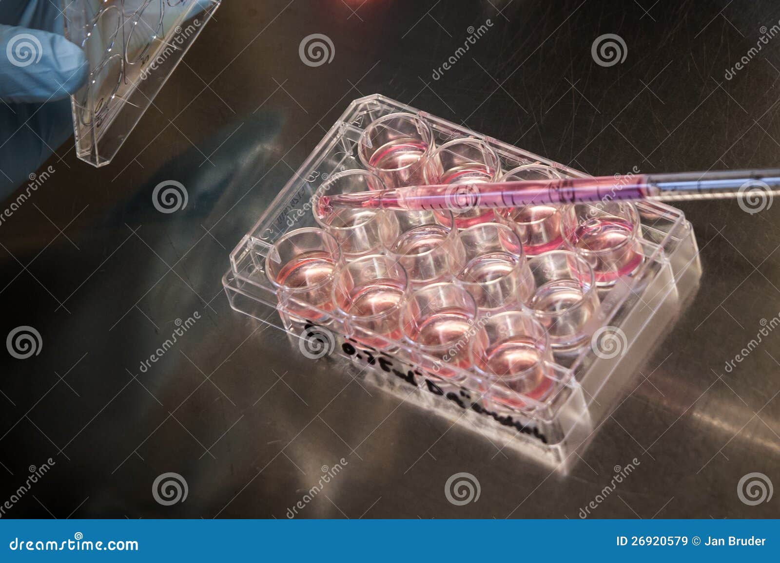Stem Cell Culture in a Laboratory Stock Image - Image of microbiology ...