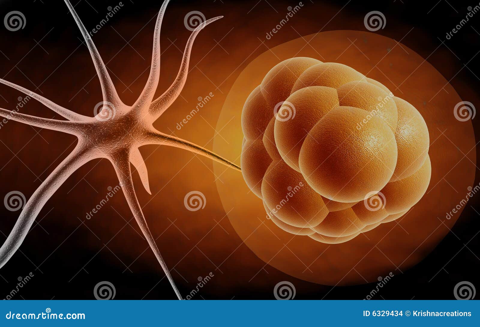 Stem cell and neuron stock illustration. Illustration of macro - 6329434