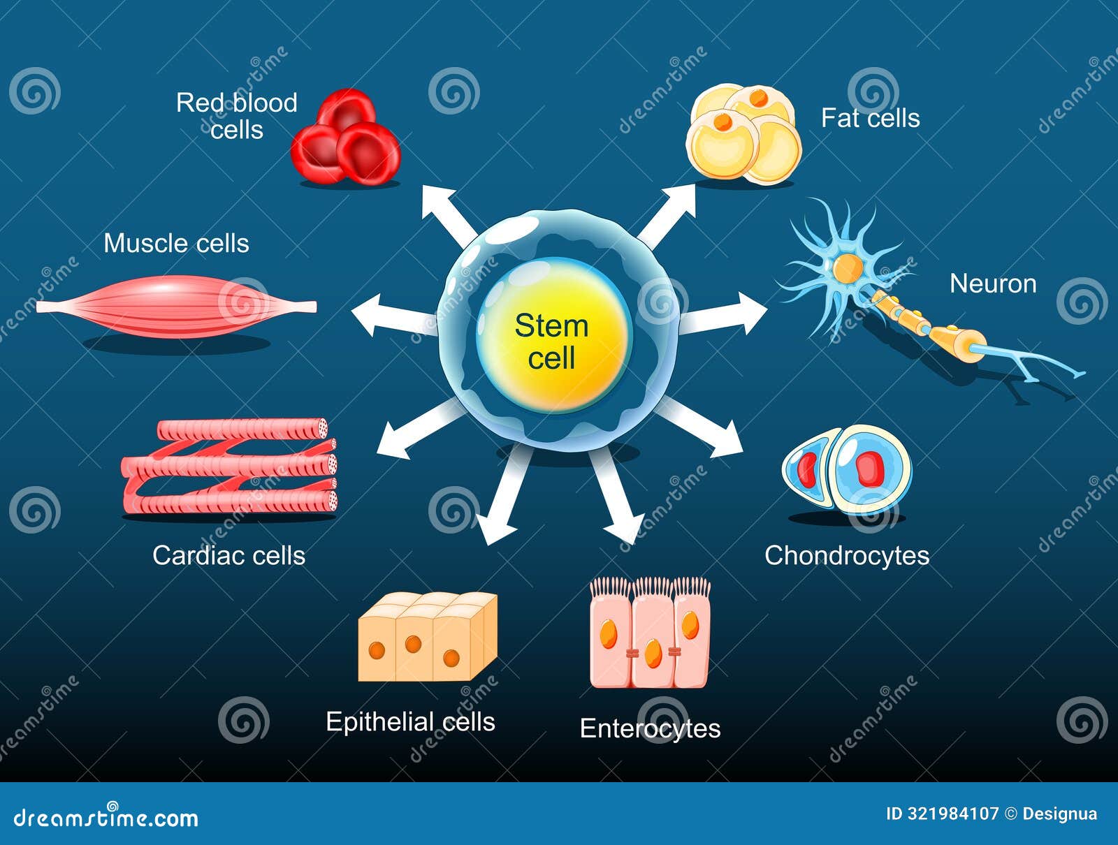 Stem cells Differentiation stock vector. Illustration of totipotent ... Stem cells Differentiation stock vector. Illustration of totipotent ...
