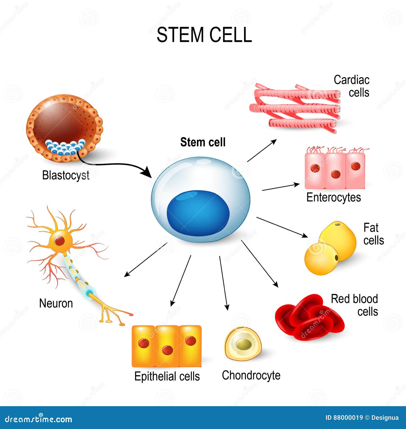 Stem cells. stock vector. Illustration of medical, biotechnology - 88000019