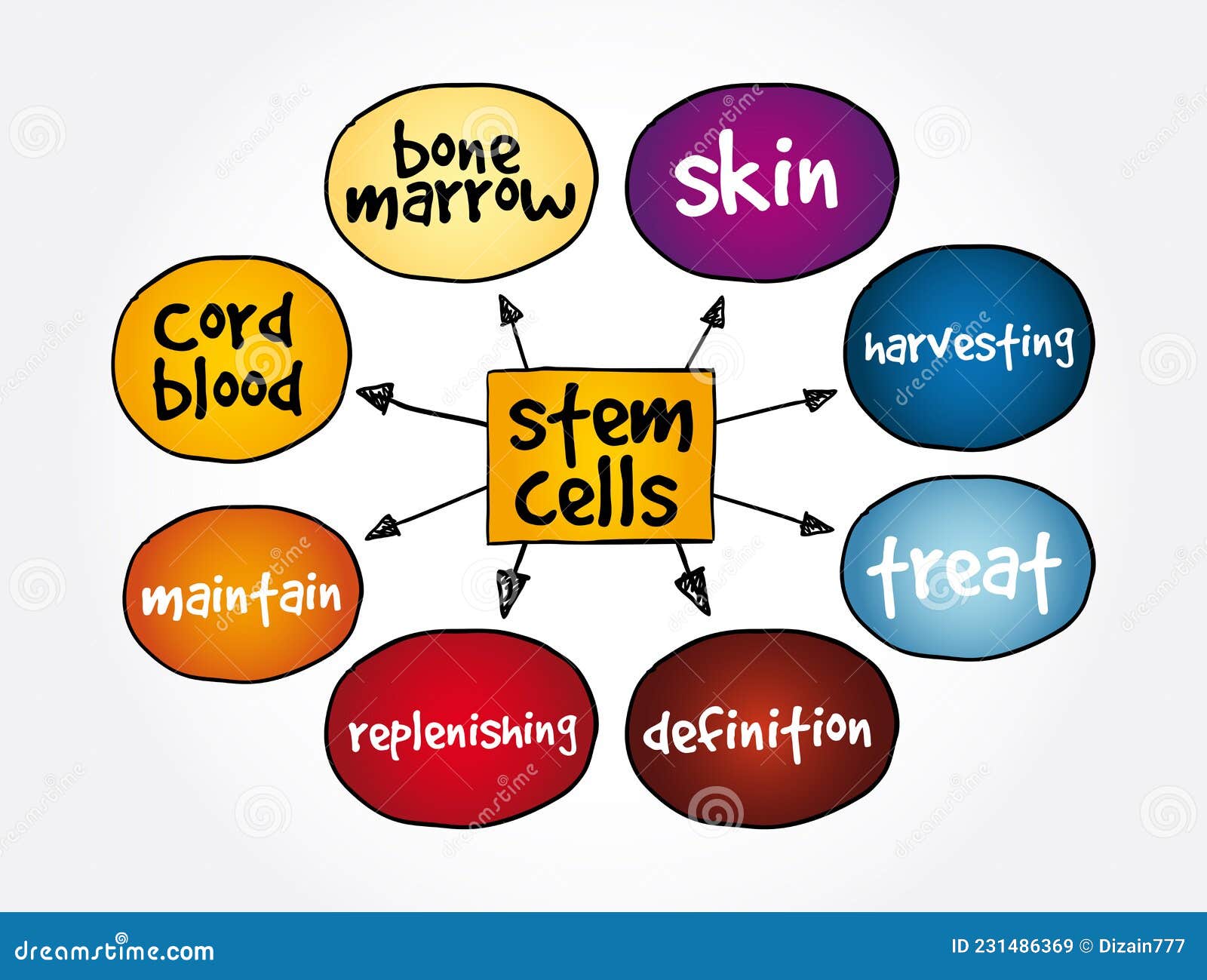 Stem Cells Mind Map, Medical Concept for Presentations and Reports ...