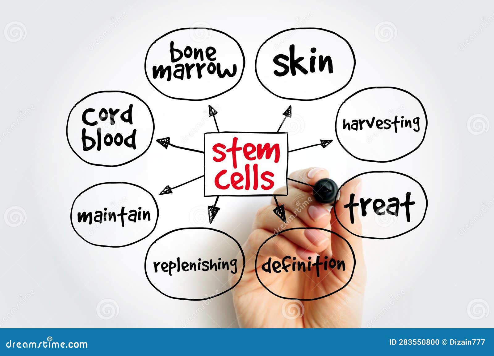 Stem Cells Mind Map, Medical Concept for Presentations and Reports ...