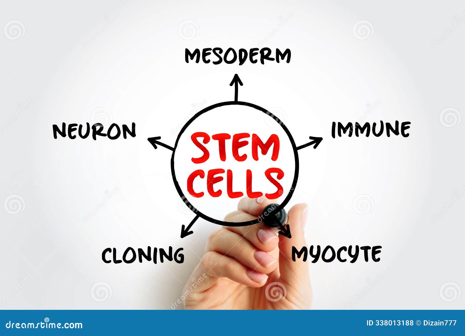 Stem Cells - Special Human Cells that are Able To Develop into Many ...
