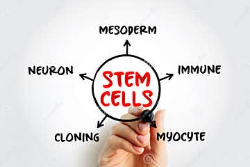 Stem Cells - Special Human Cells that are Able To Develop into Many ...