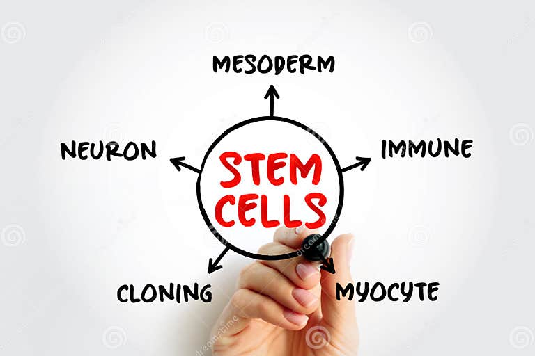 Stem Cells - Special Human Cells that are Able To Develop into Many ...
