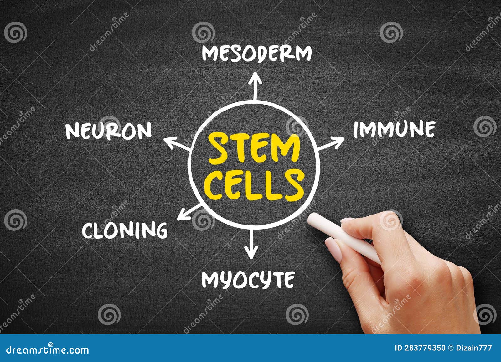 Stem Cells - Special Human Cells that are Able To Develop into Many ...