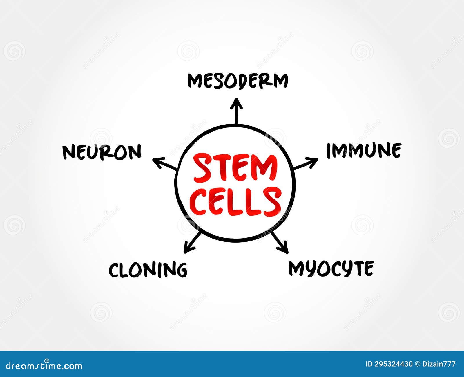Stem Cells - Special Human Cells that are Able To Develop into Many ...