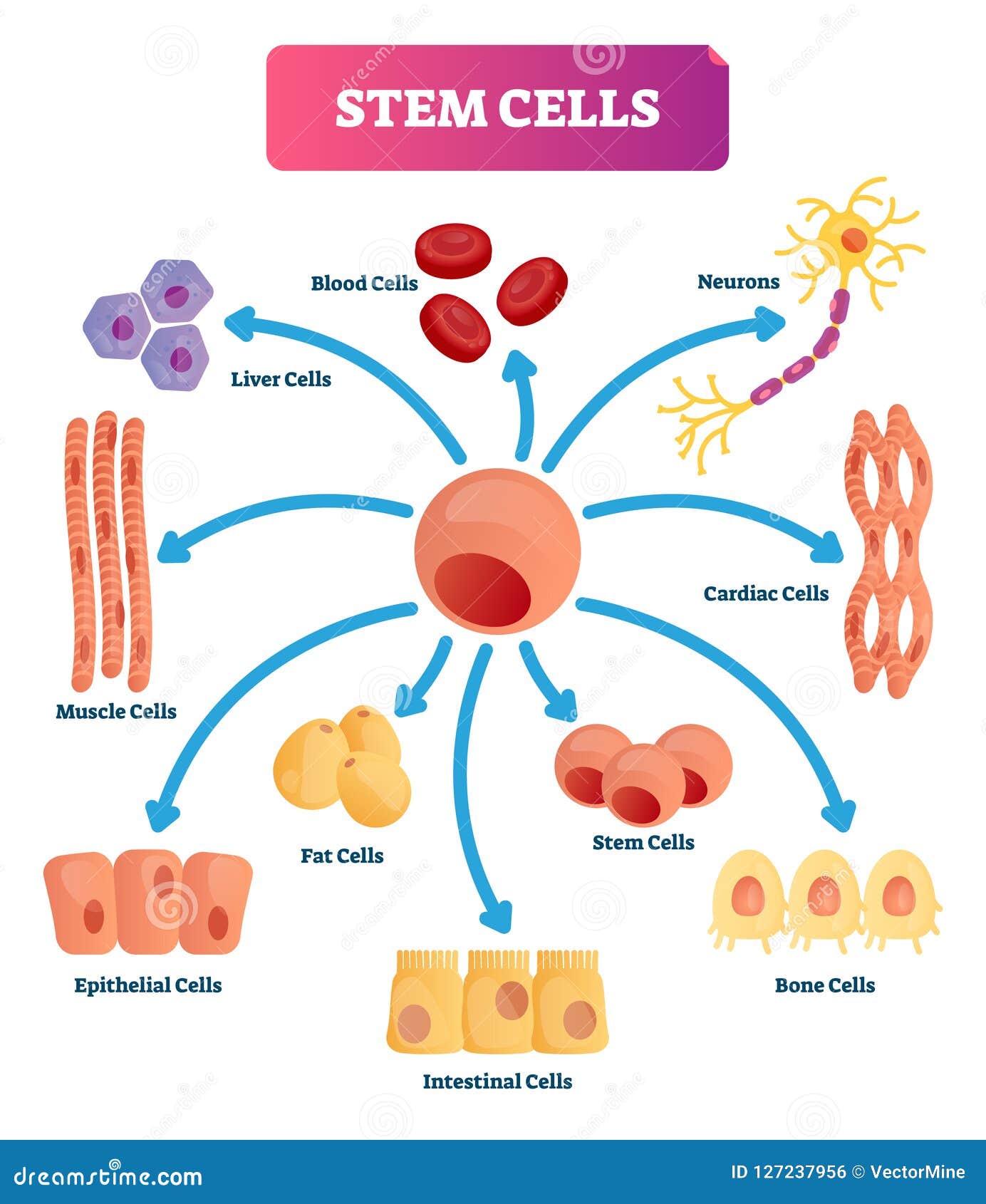Stem Cells Vector Illustration. Medical Labeled Diagram with All Kind ... Stem Cells Vector Illustration. Medical Labeled Diagram with All Kind ...