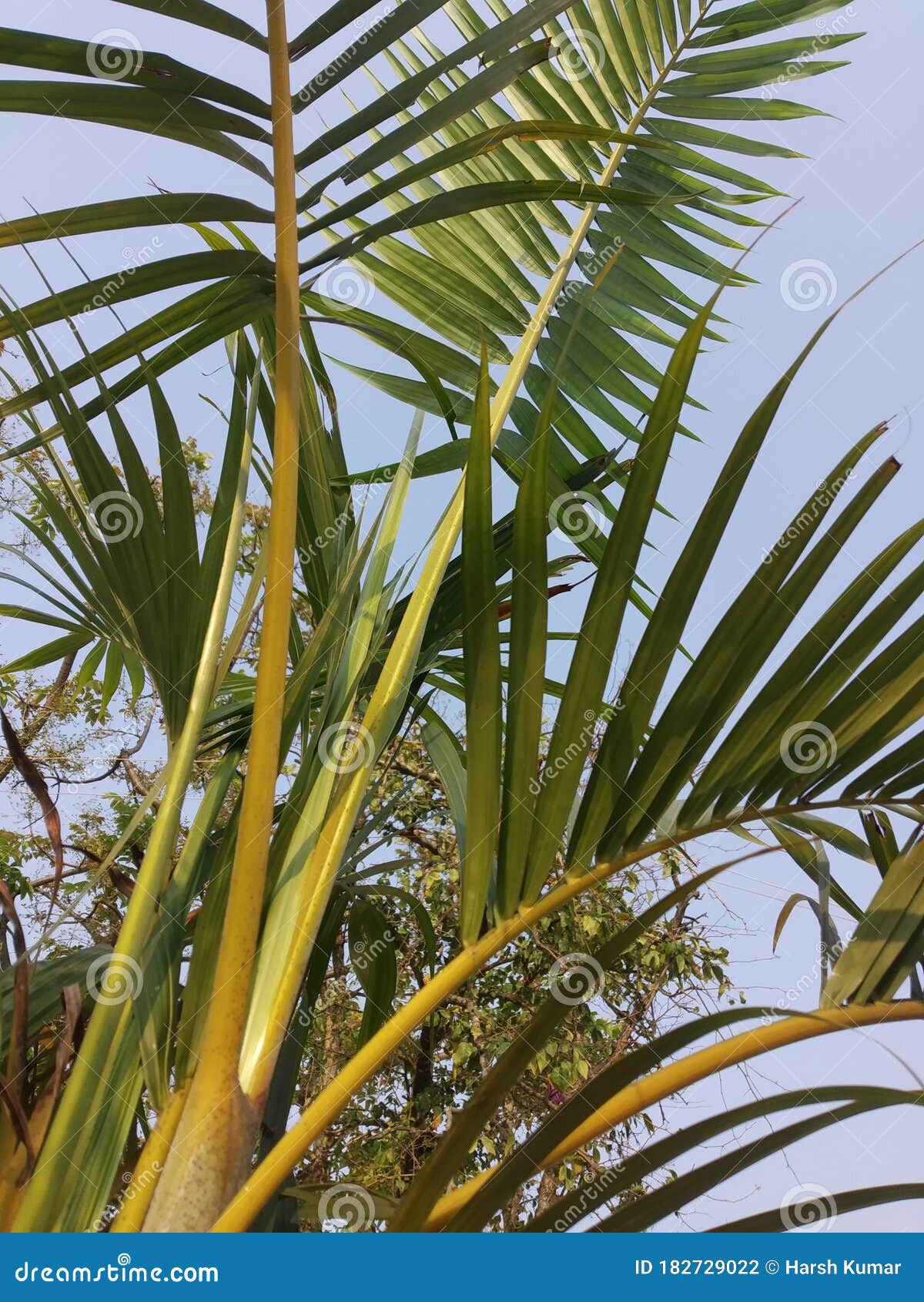 Stem of Coconut Plant with Their Leaves Stock Photo - Image of stem ...