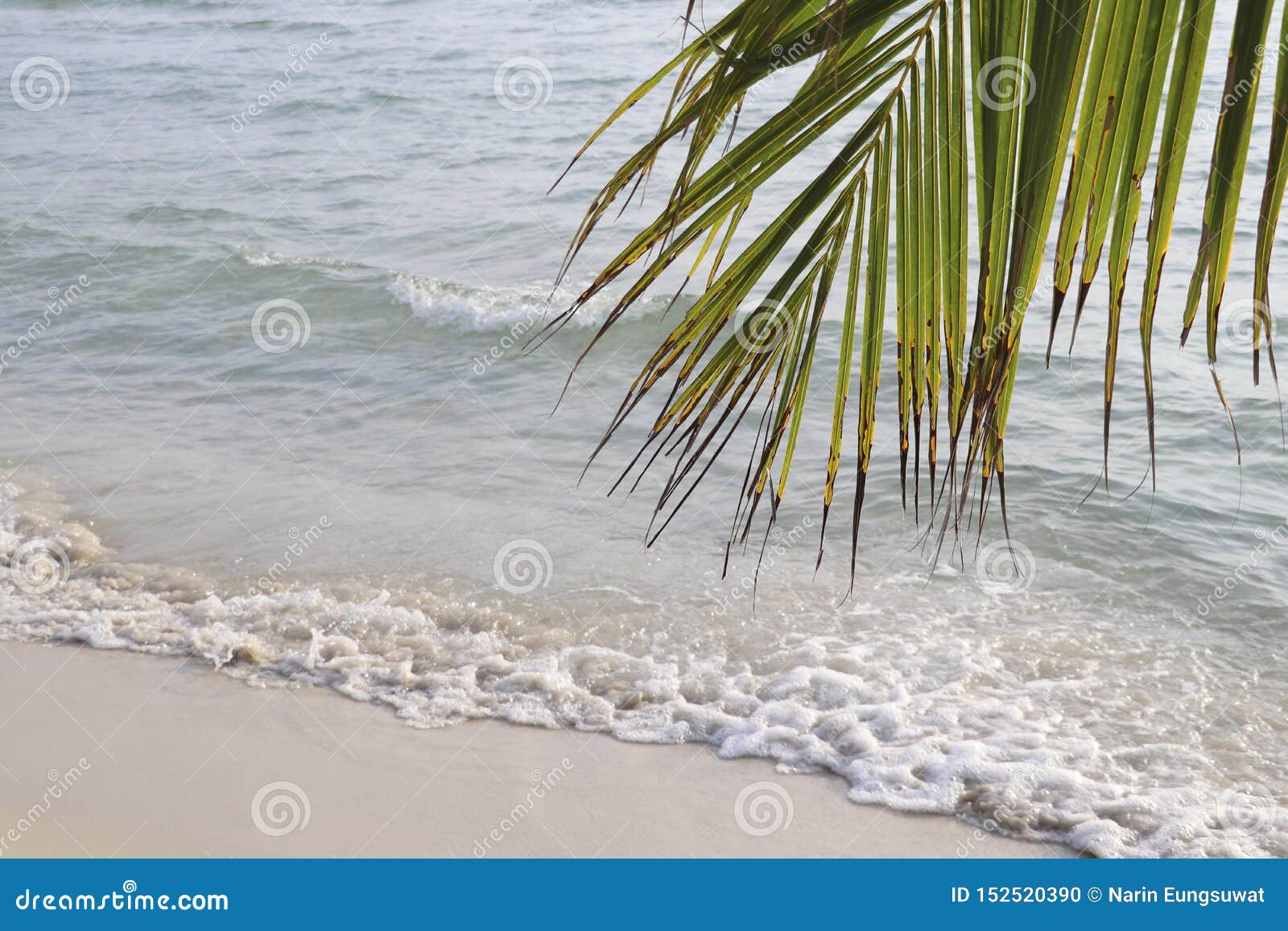 The Stem of the Coconut Tree with a Beach Background. Stock Photo ...