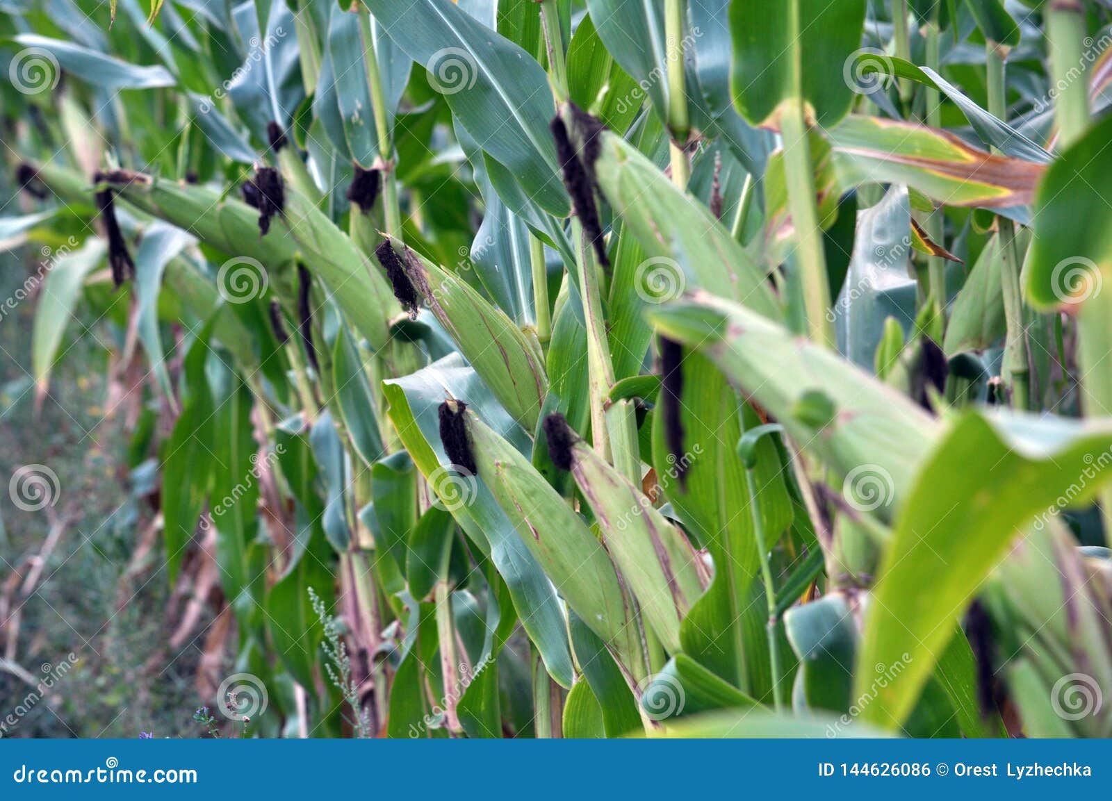On the Stem of Corn Ripens the Cob Stock Photo - Image of plantation ...