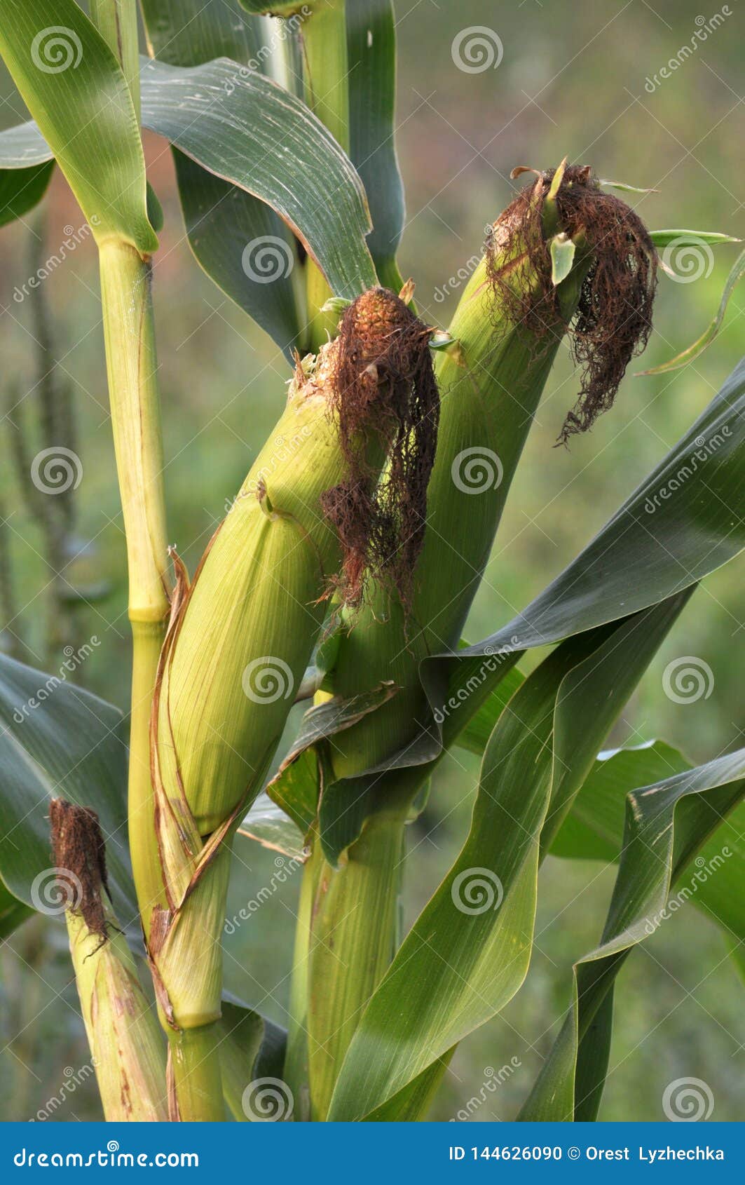 On the Stem of Corn Ripens the Cob Stock Photo - Image of nutrition ...