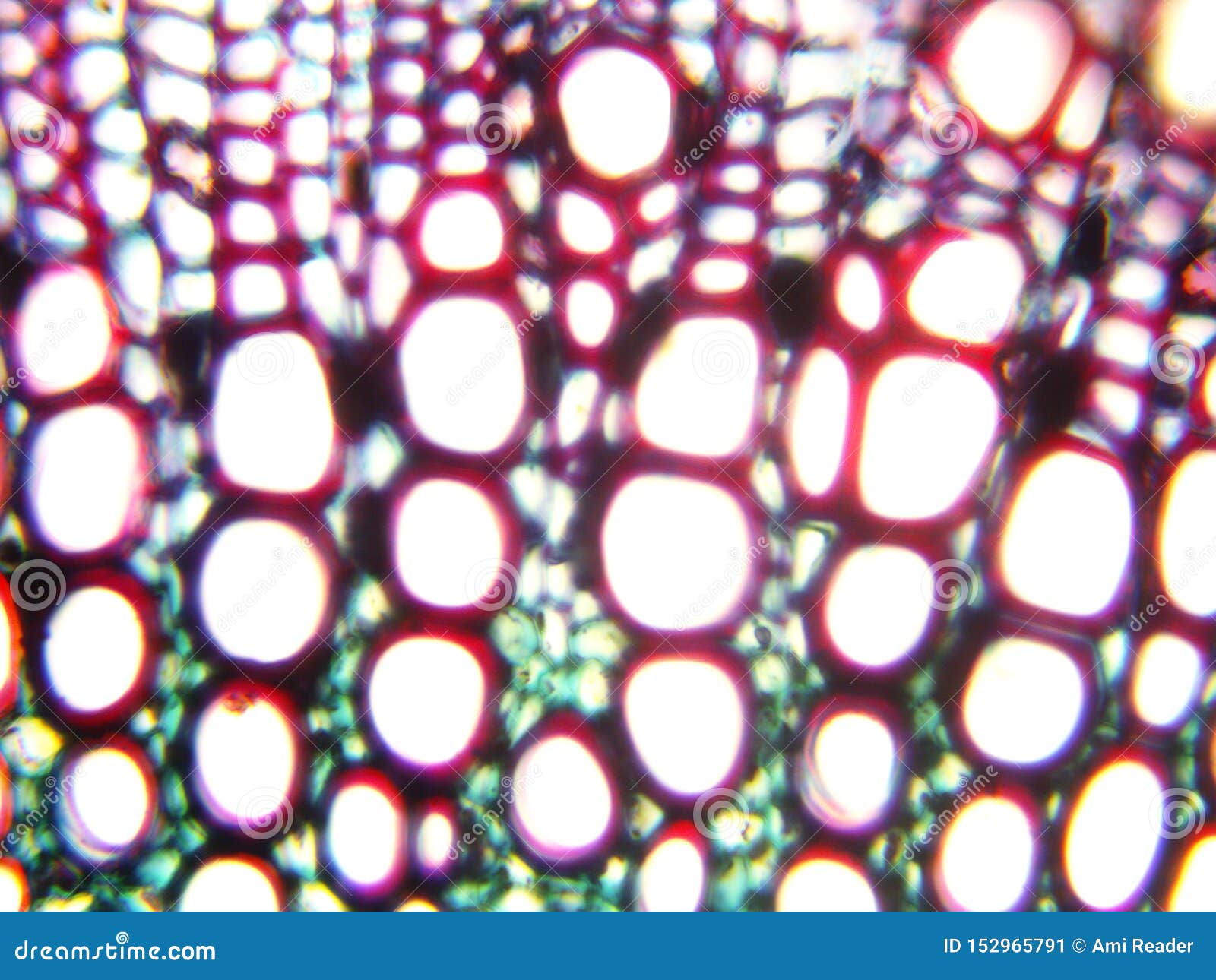 Stem Of Cotton Cross Section Under Microscope Royalty-Free Stock Photo ...