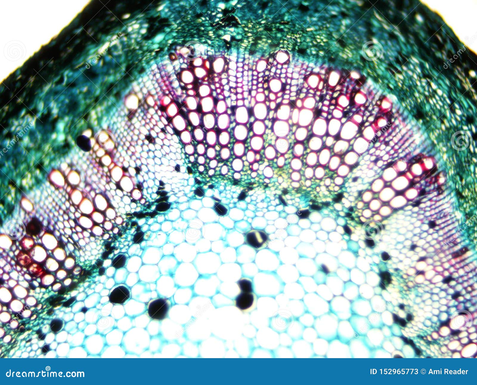 Stem Of Cotton Cross Section Under Microscope Royalty-Free Stock Photo ...