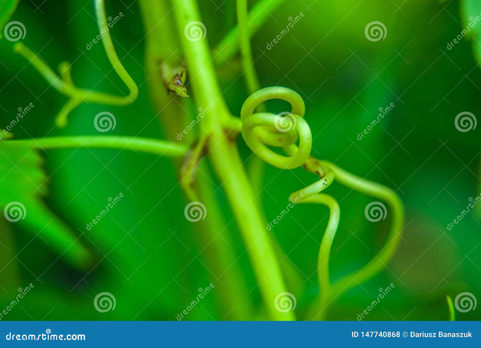 Stem and Creeper Plants on a Green Background Stock Photo - Image of ...
