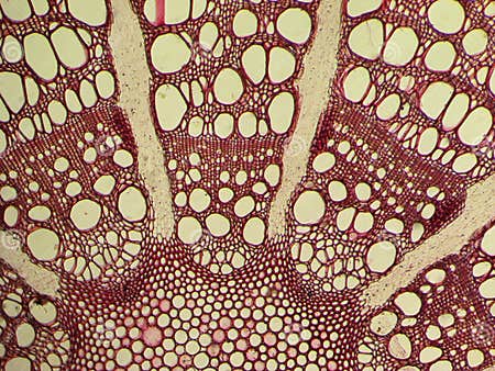 Stem cross section stock photo. Image of microphotograph - 7626398
